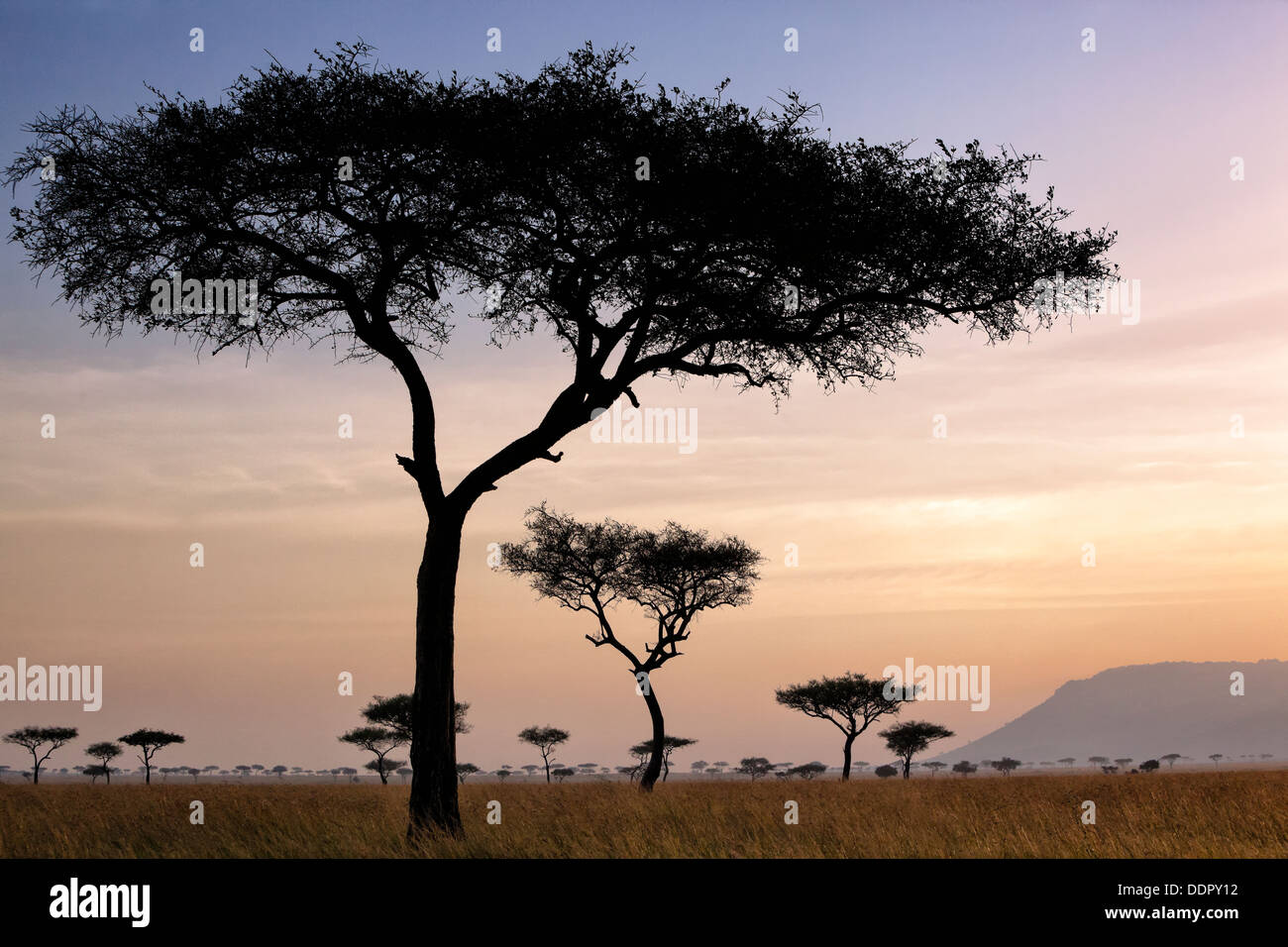 Acacia trees in maasai mara hi-res stock photography and images - Alamy