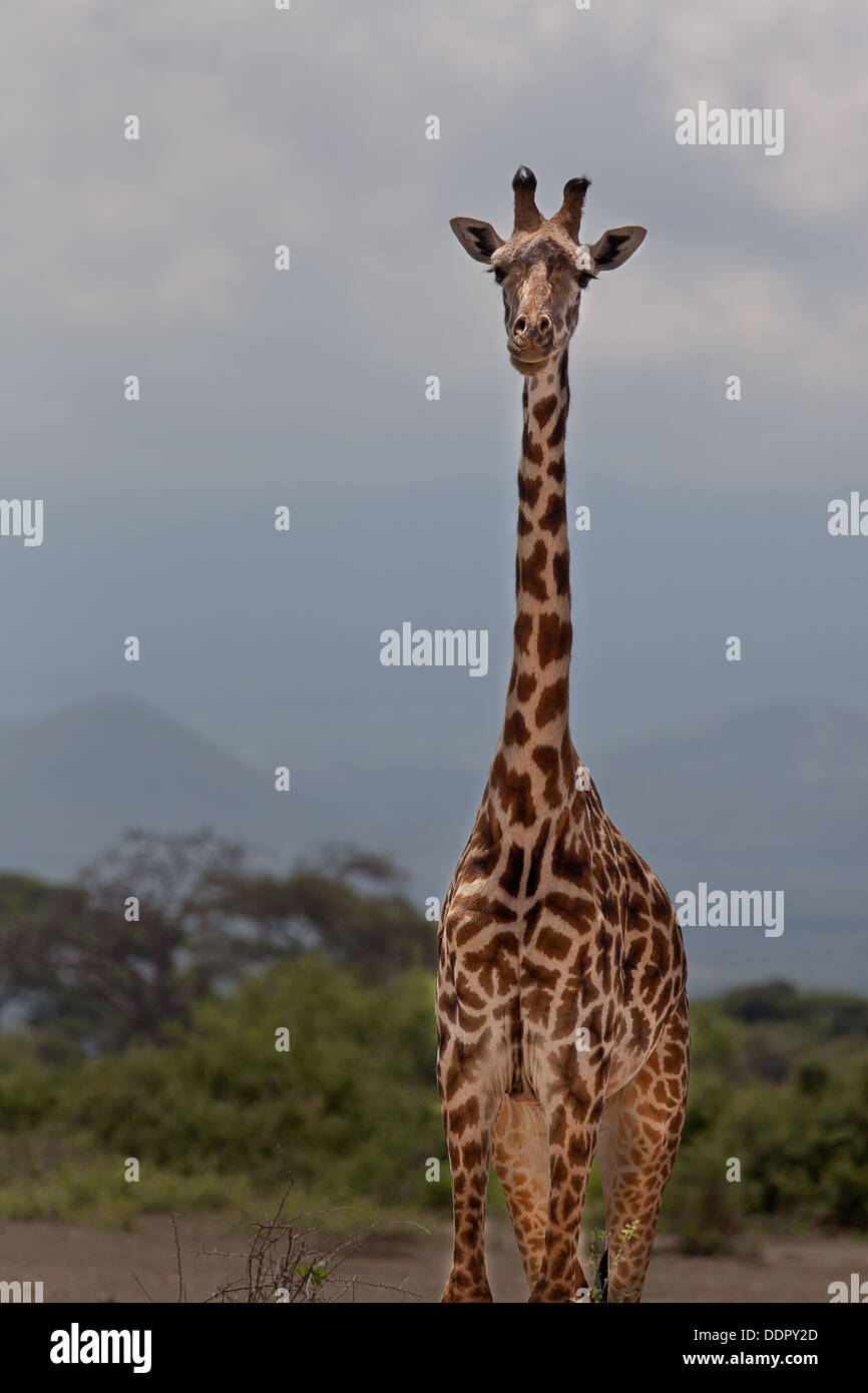 African plains animals hi-res stock photography and images - Alamy