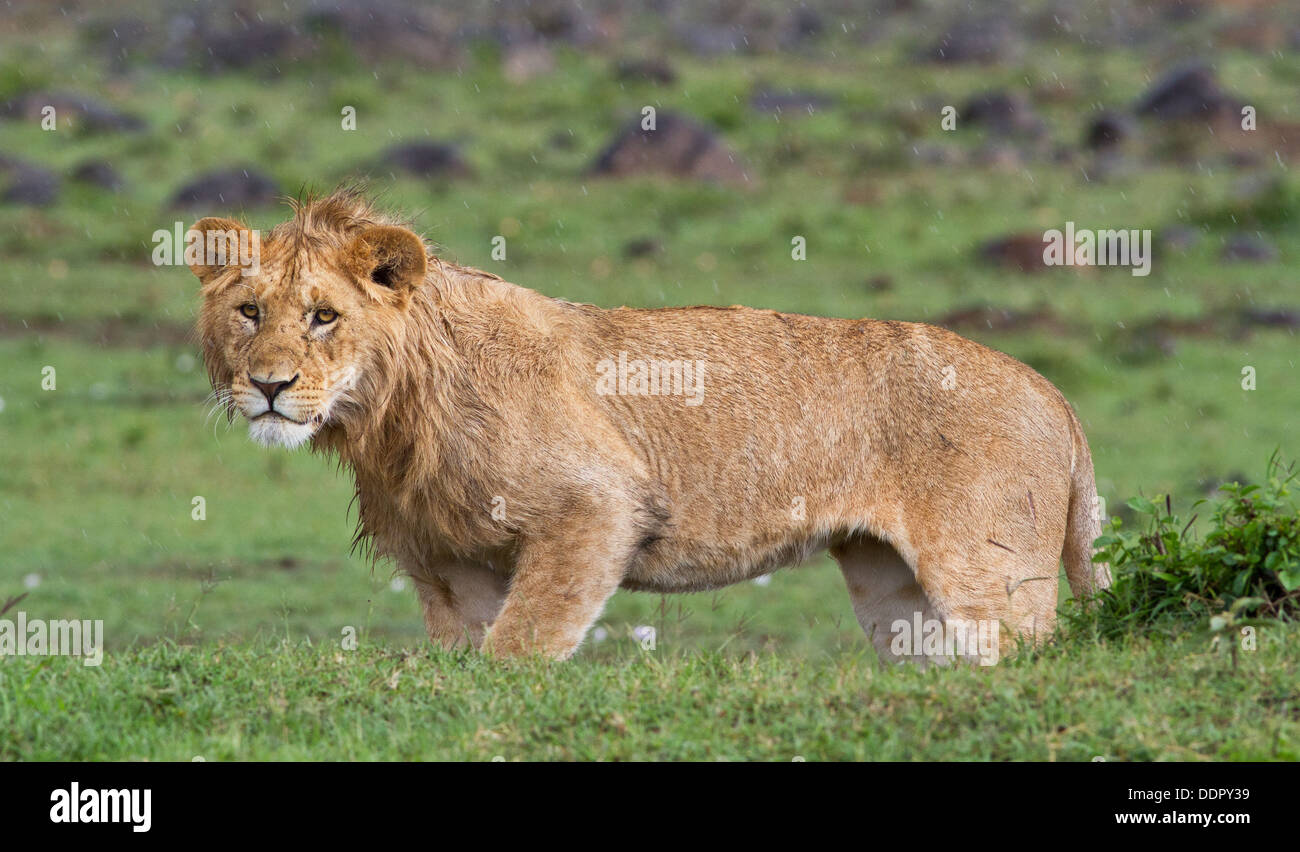 Male lion standing africa hi-res stock photography and images - Alamy