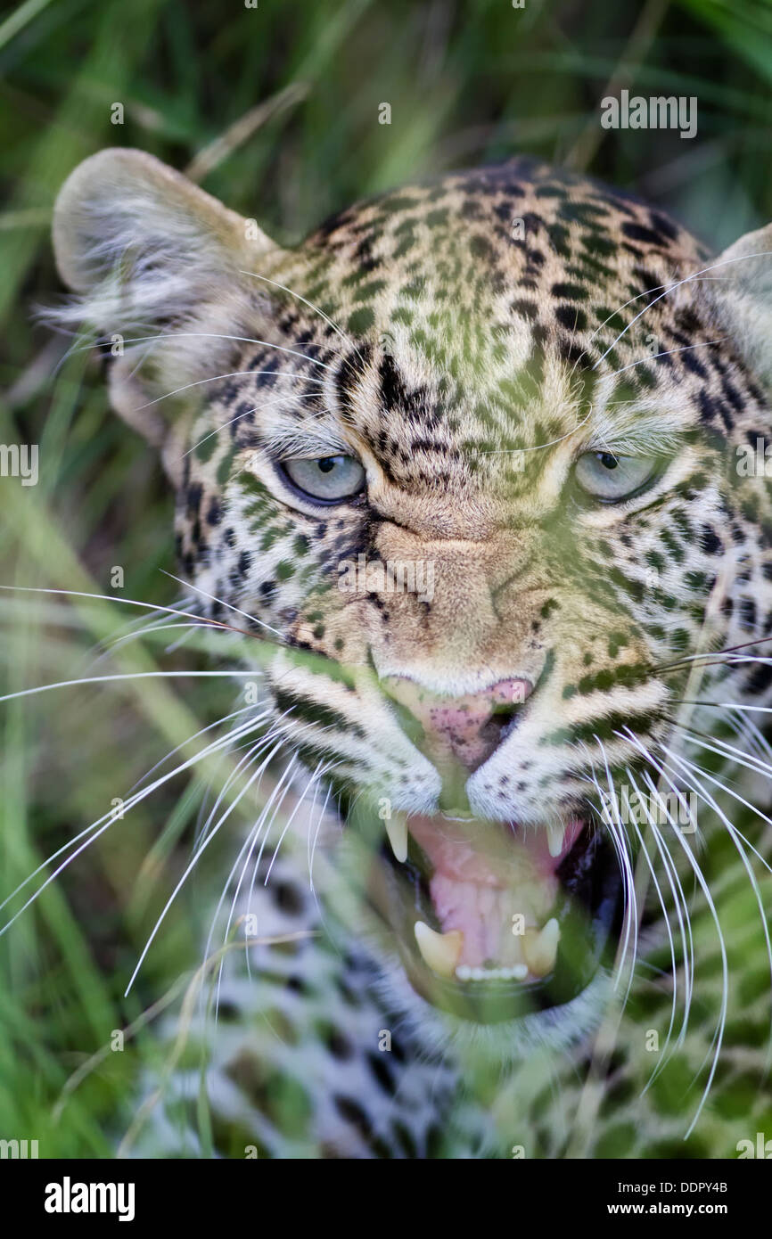 Leopard face detail hi-res stock photography and images - Alamy