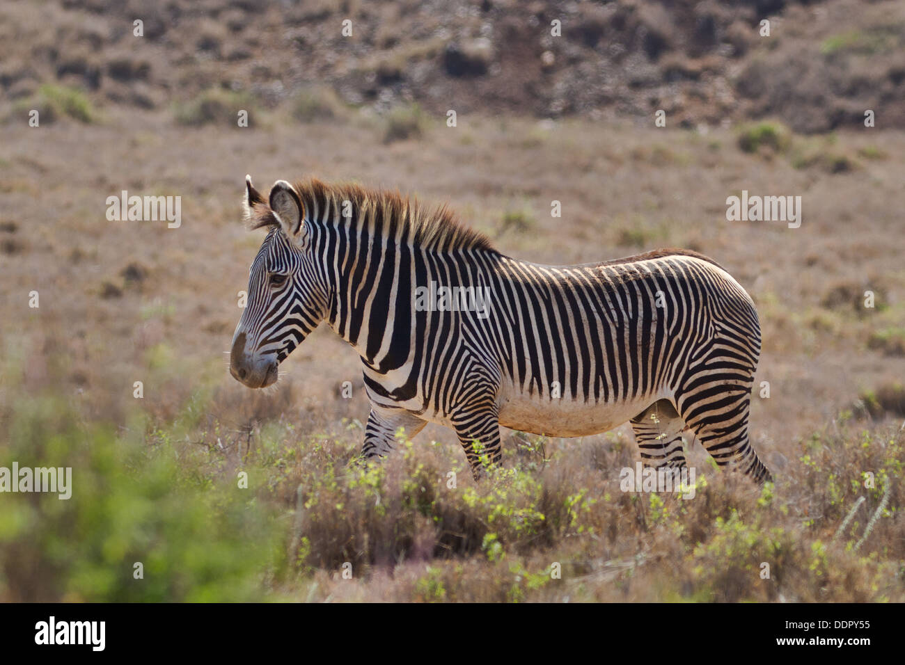Zebra standing hi-res stock photography and images - Alamy
