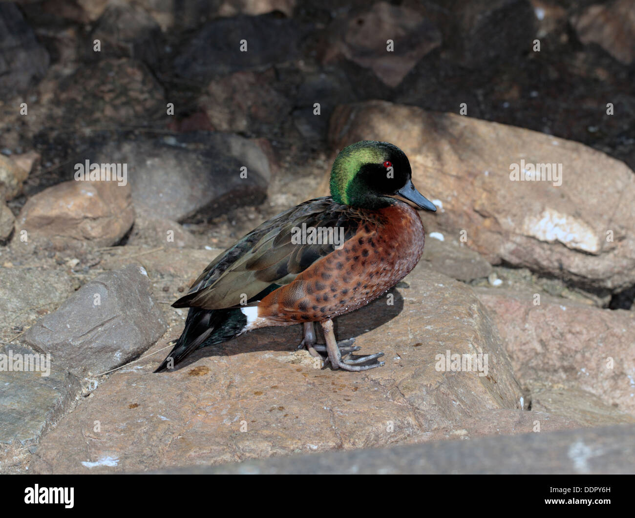 Male chestnut teals hi-res stock photography and images - Alamy