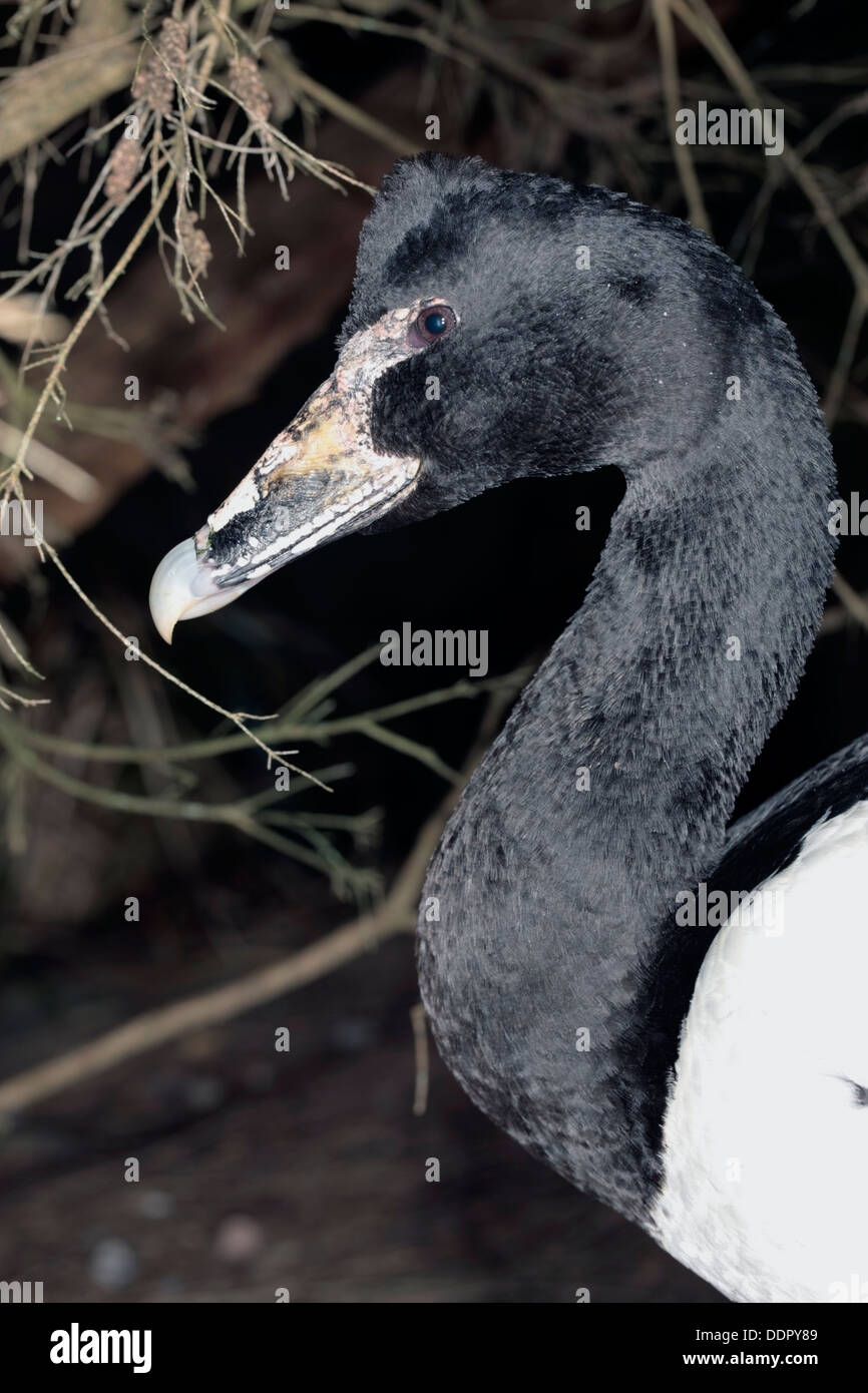 Male Pied/Magpie/Semi-palmated Goose - Anseranas semipalmata-Family ...