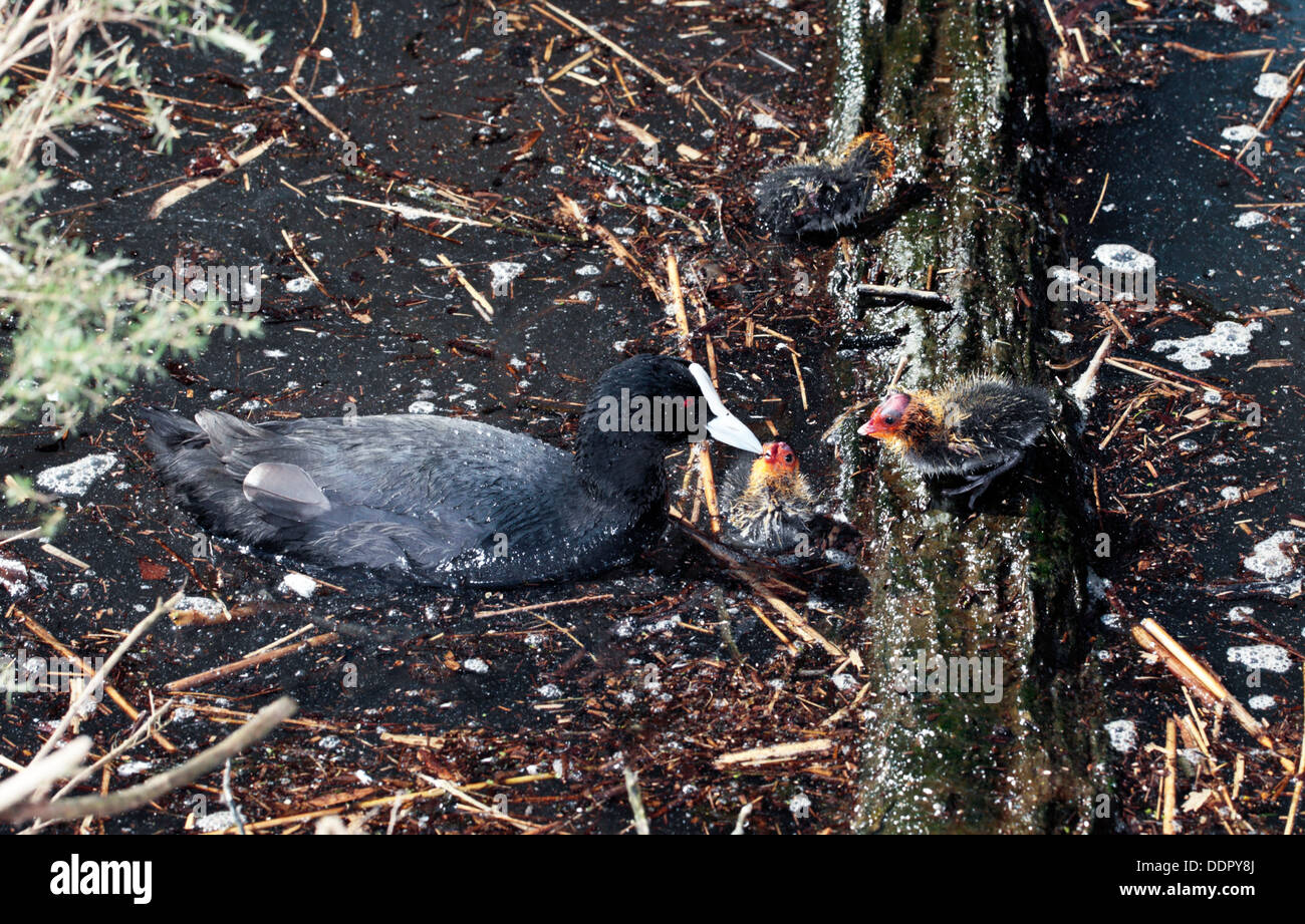 Australian Coot feeding chicks - Fulica atra- Family Rallidae Stock ...