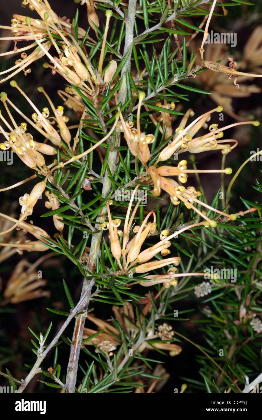 Hakea flowers hi-res stock photography and images - Alamy