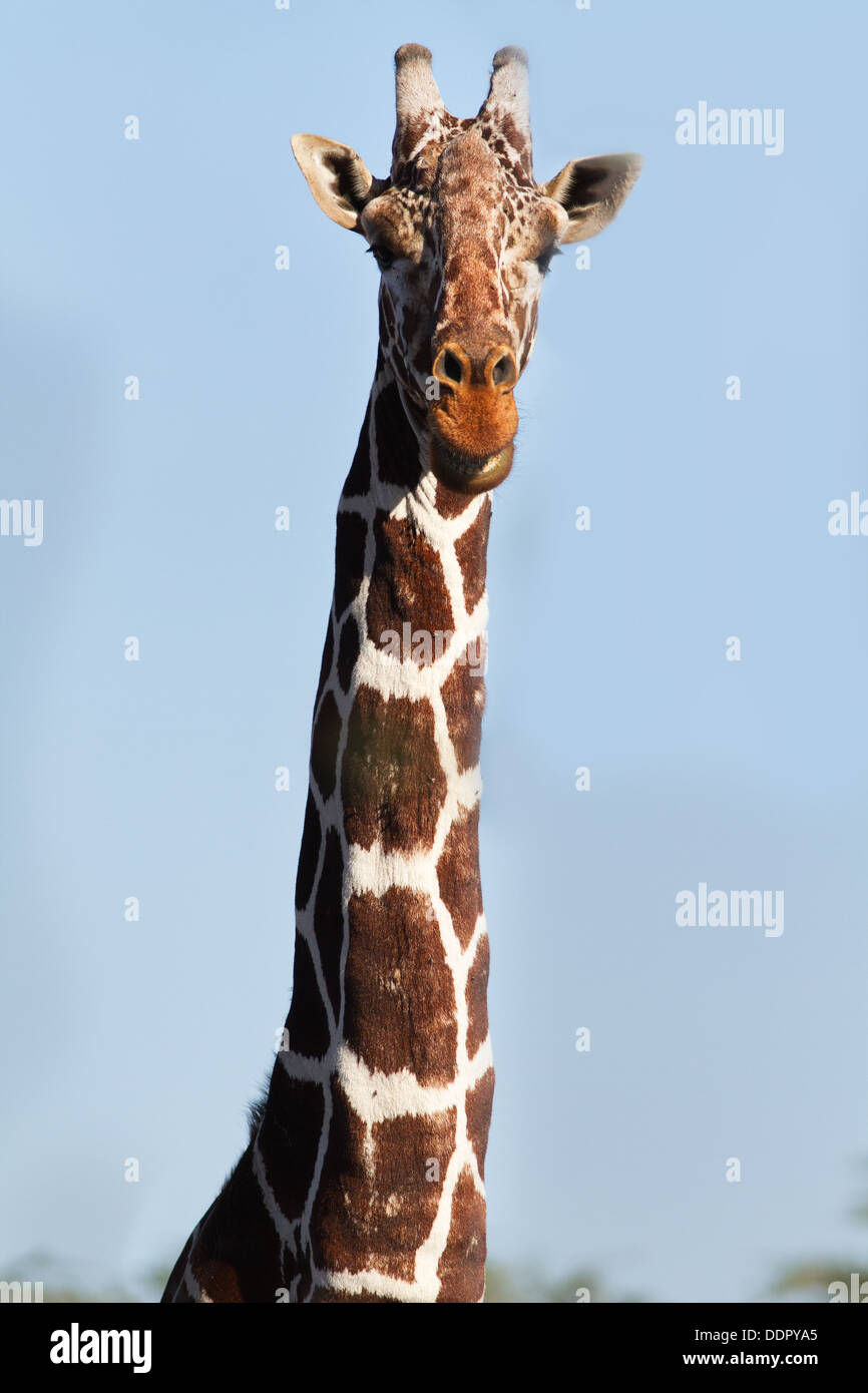 Giraffe neck hi-res stock photography and images - Alamy