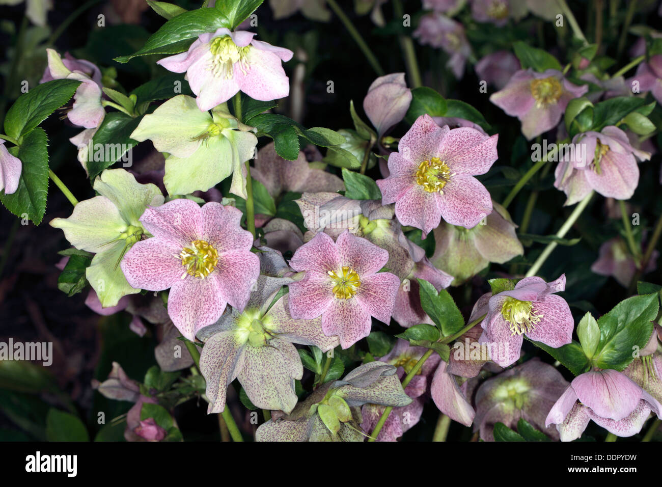 Hellebores hi-res stock photography and images - Alamy