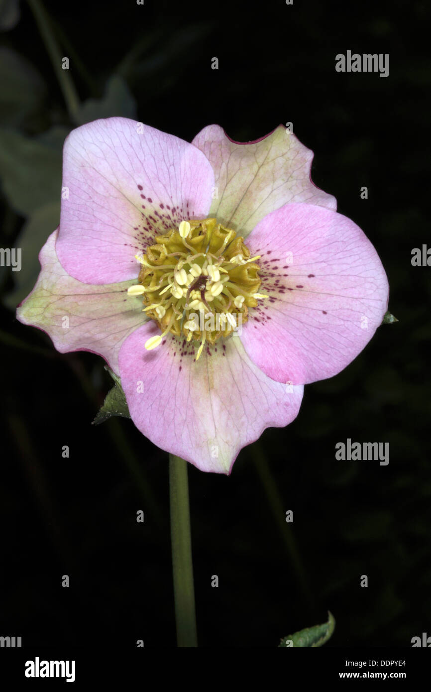 Close up of hellebores hi-res stock photography and images - Alamy
