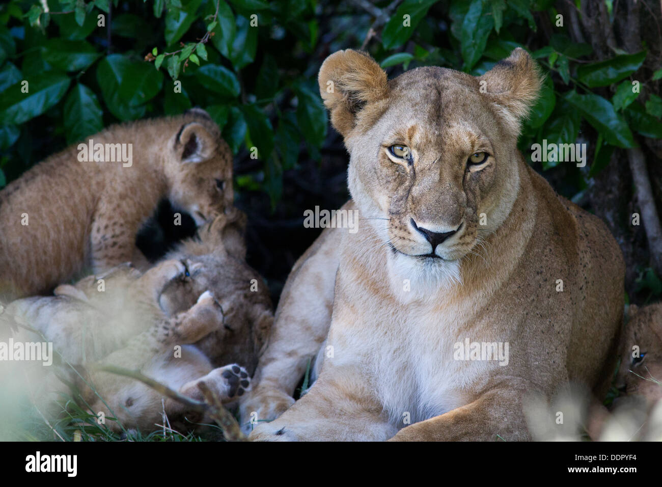 Three lioness hi-res stock photography and images - Alamy