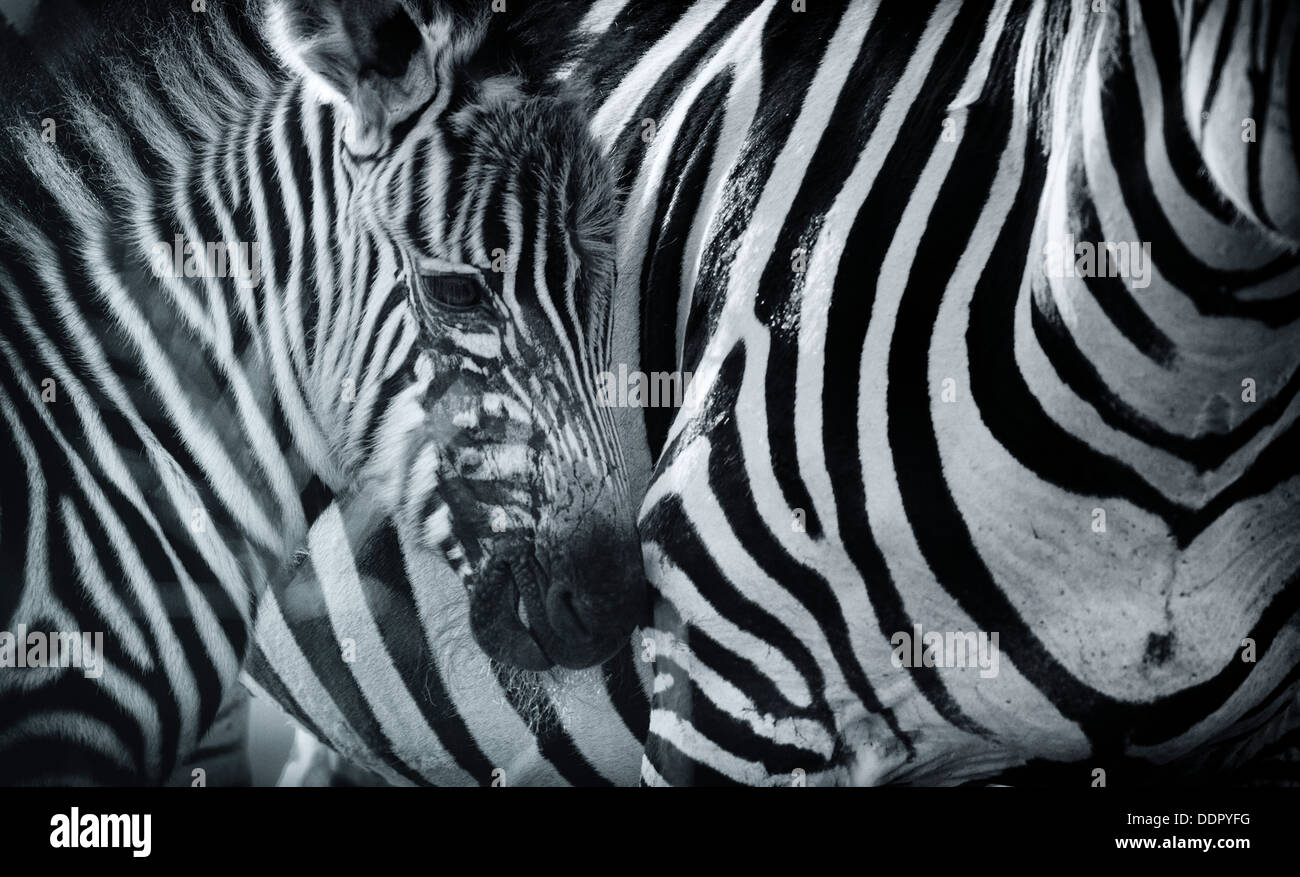 Female african plains zebra foal hi-res stock photography and images ...