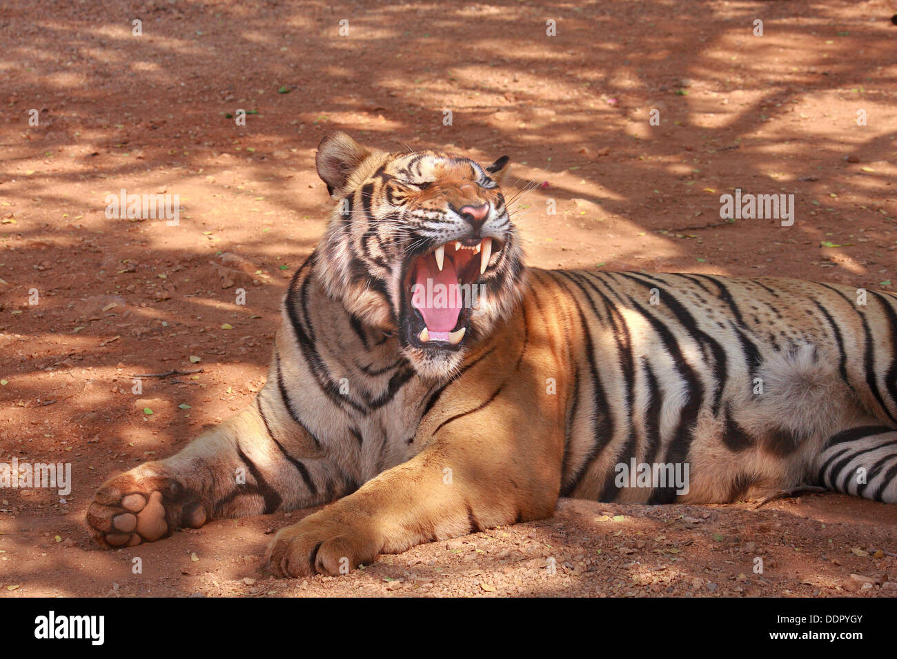 A tiger growl for threaten Stock Photo - Alamy