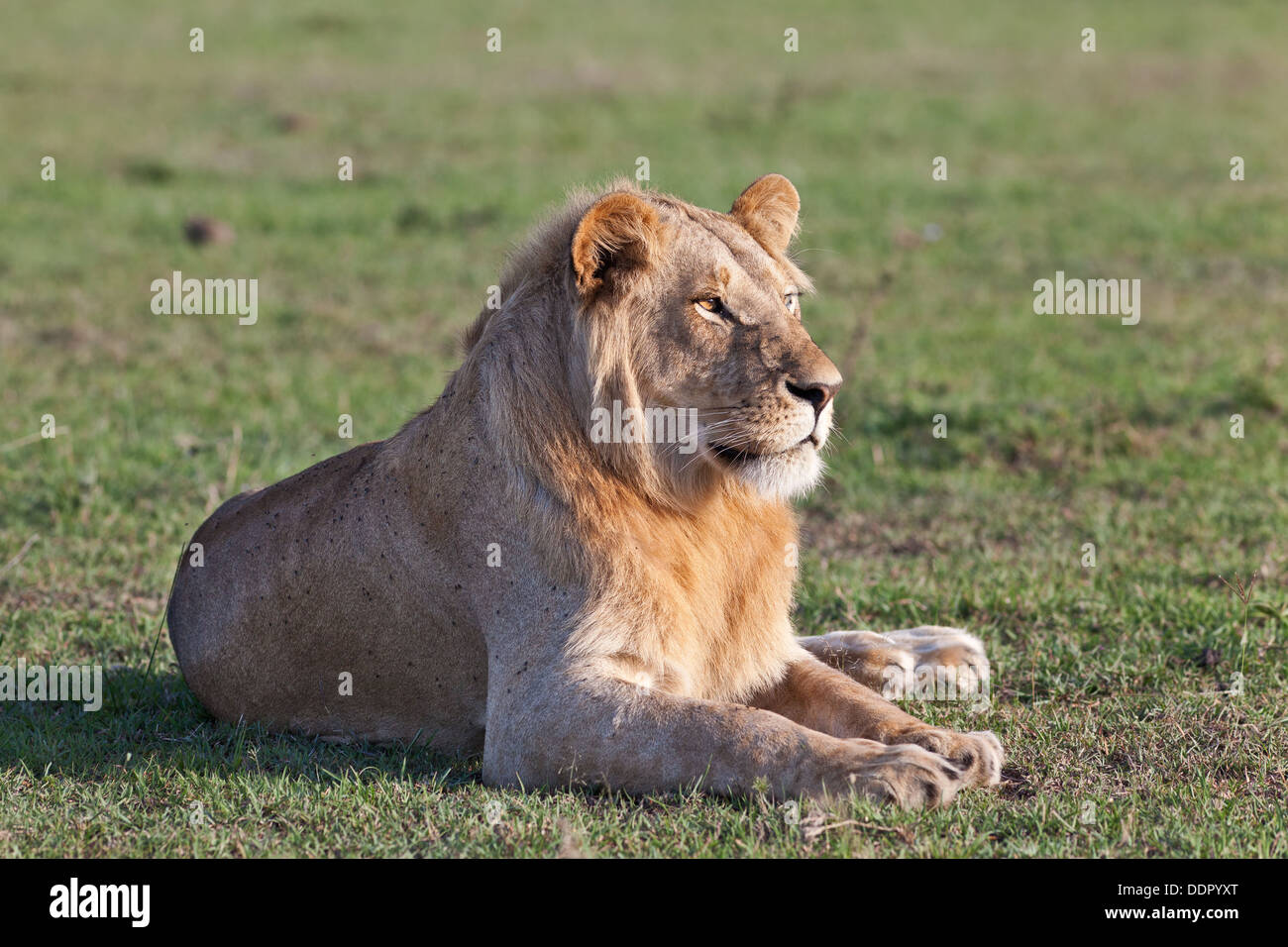 One adult male lion hi-res stock photography and images - Alamy