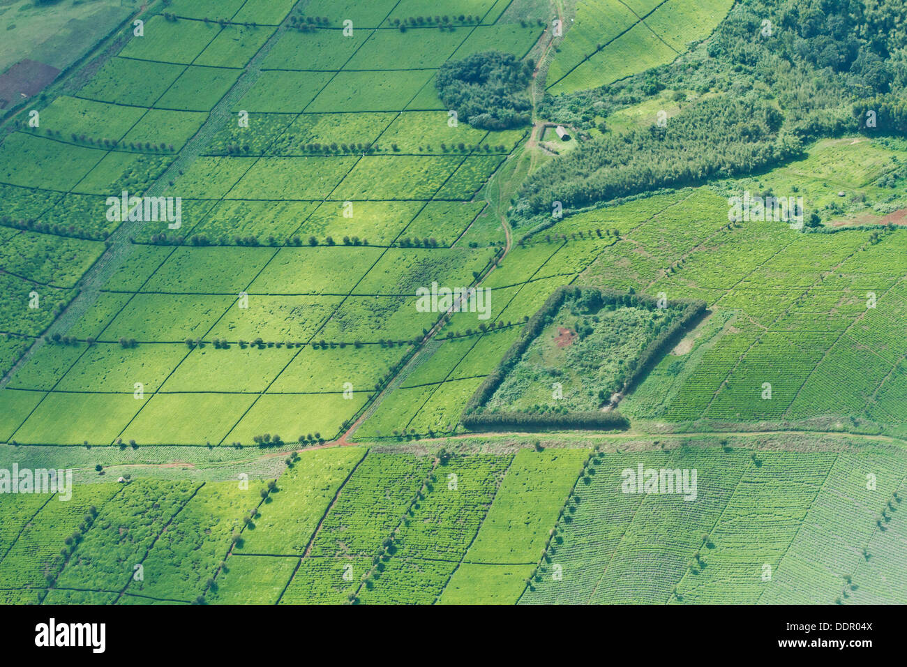 Kenya tea fields hi-res stock photography and images - Alamy