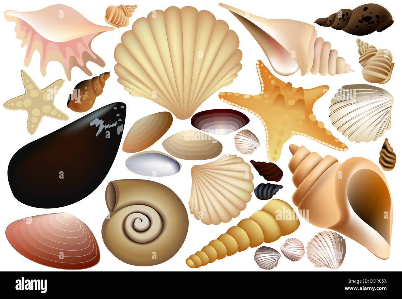 Shell collection hi-res stock photography and images - Alamy