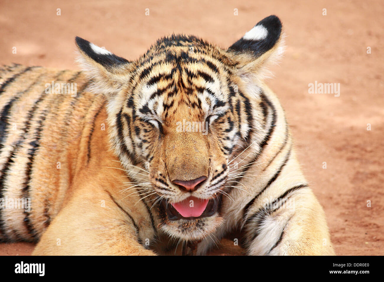 Baby tiger blinking and feeling relax Stock Photo - Alamy