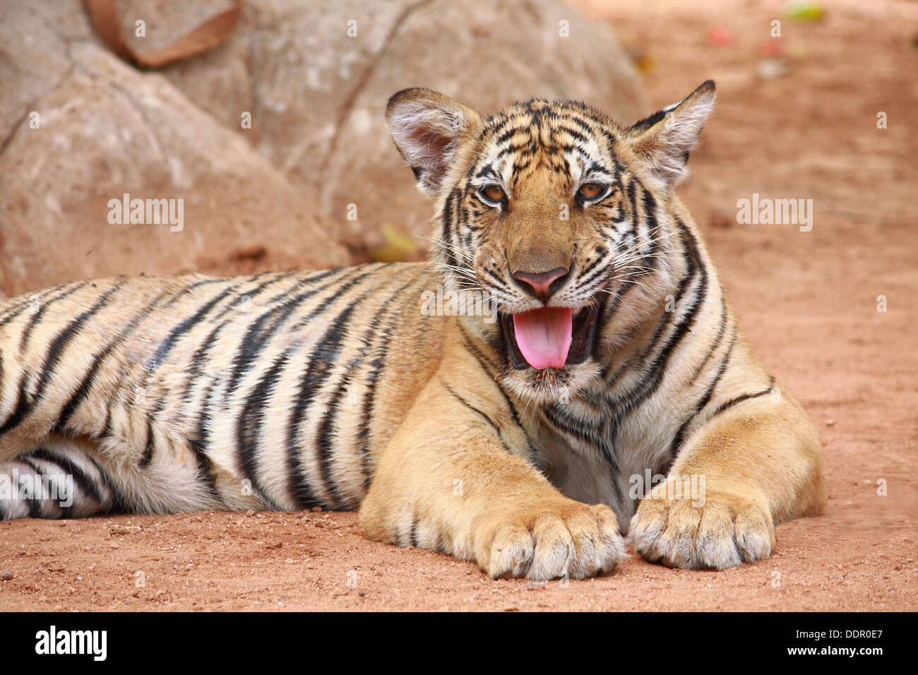 Baby tiger lying and feeling relax Stock Photo - Alamy