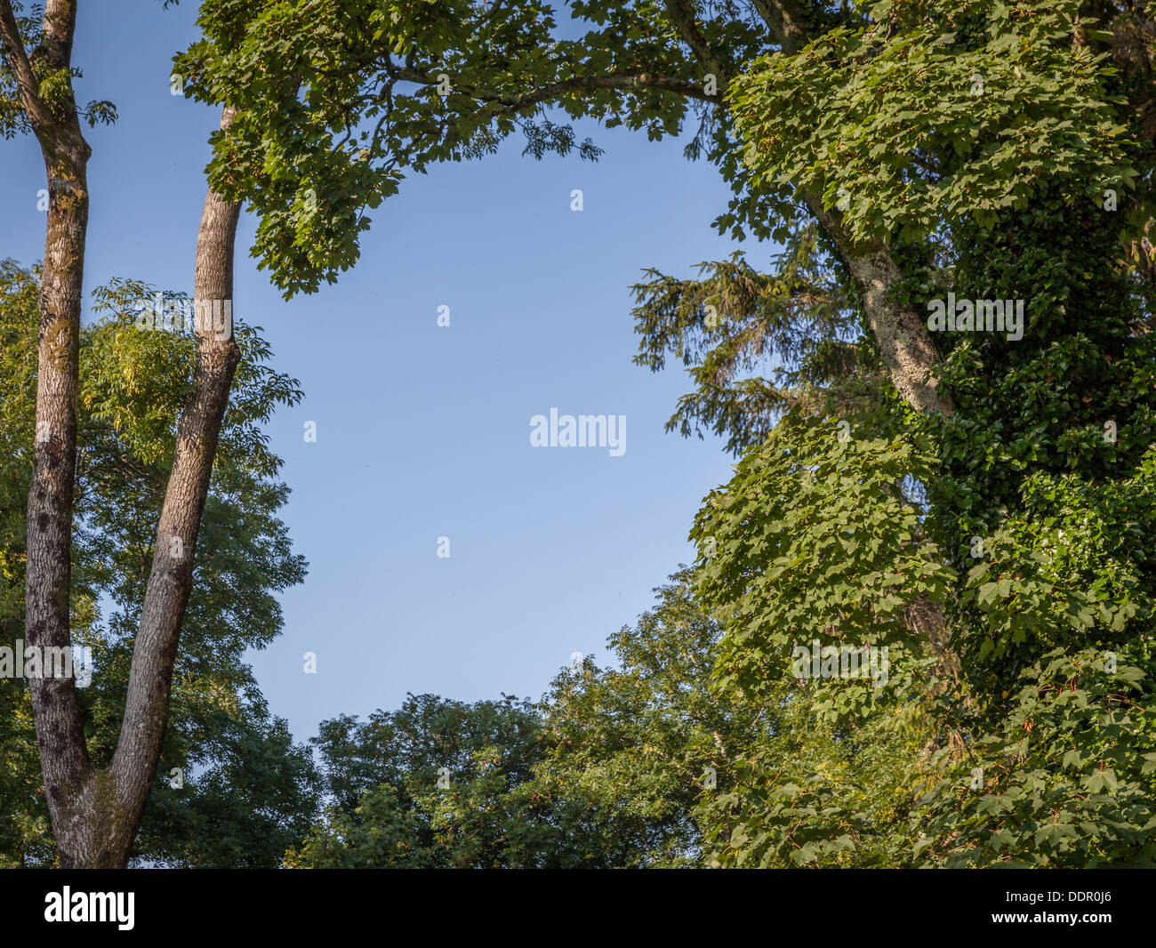 Sky and tree background Stock Photo - Alamy