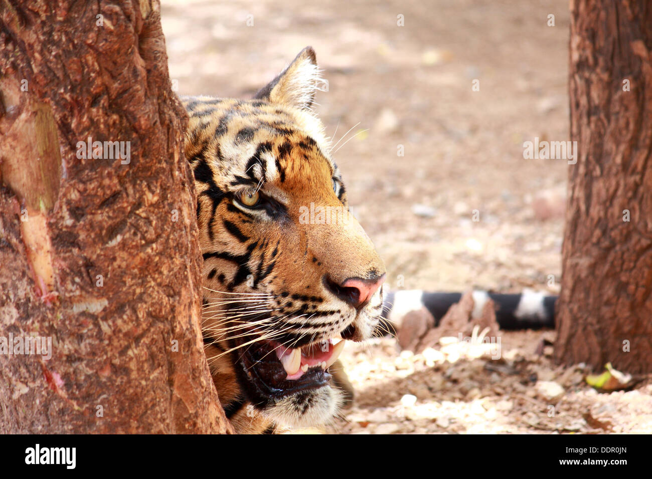 Tiger behind a tree hi-res stock photography and images - Alamy