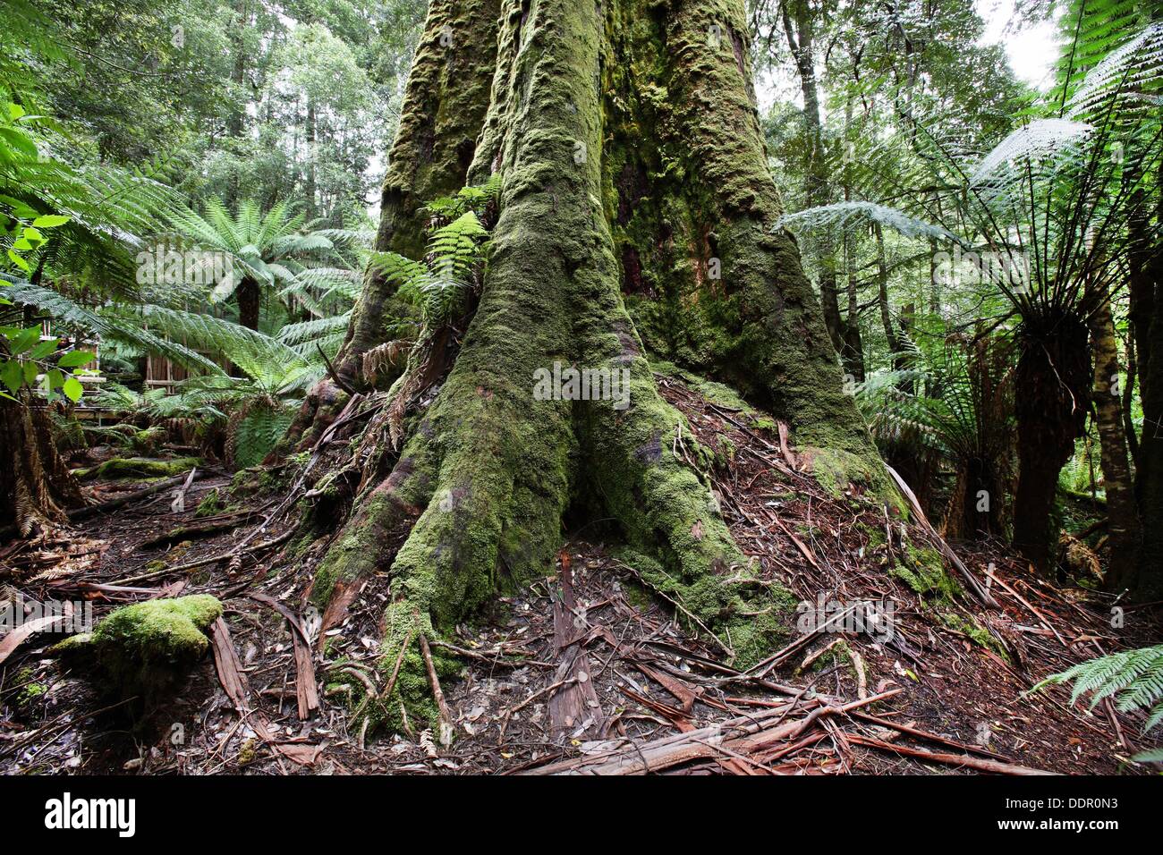 Giant swamp gum eucalyptus regnans hi-res stock photography and images ...