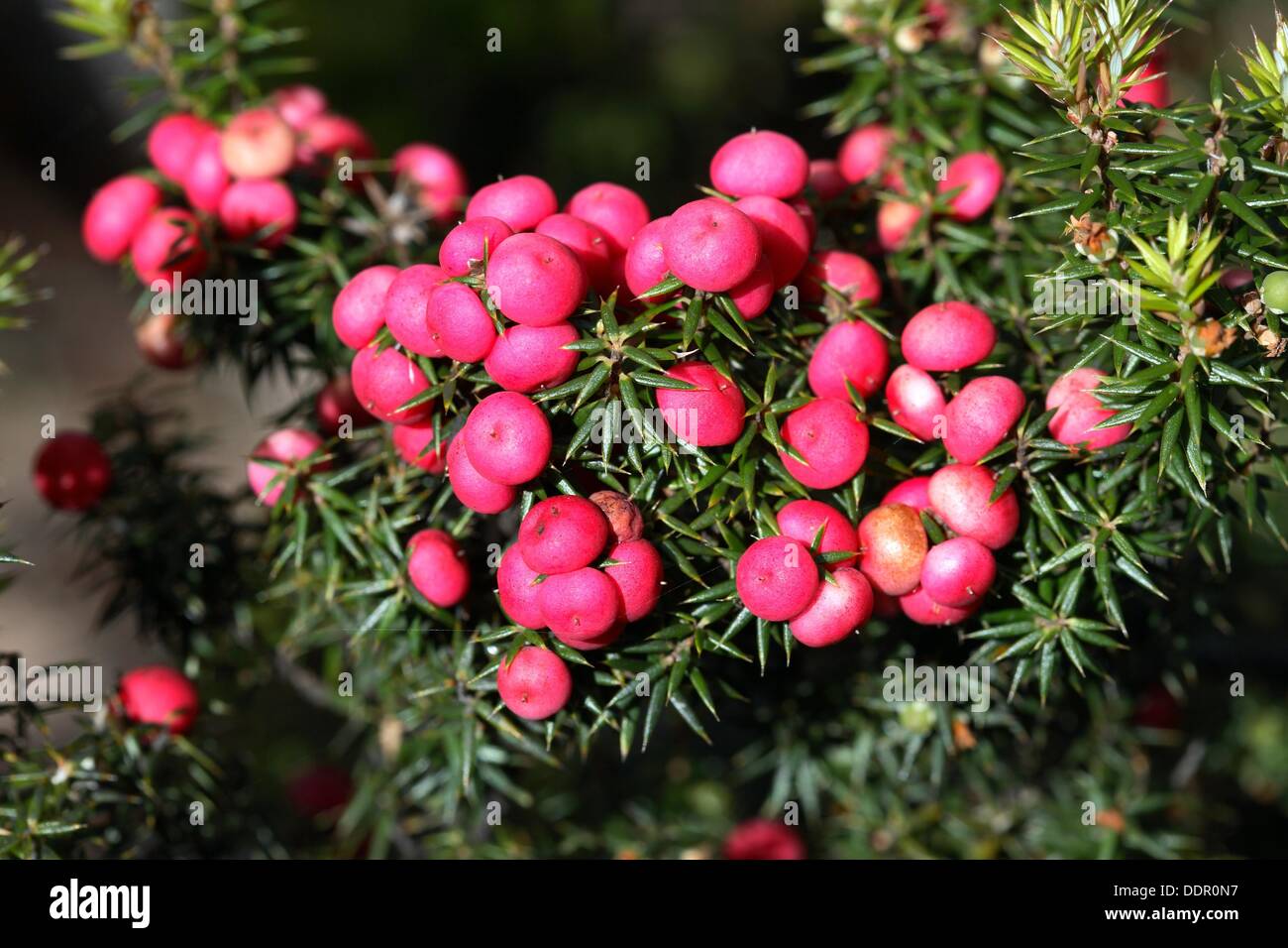 Cyathodes cyathodes hi-res stock photography and images - Alamy