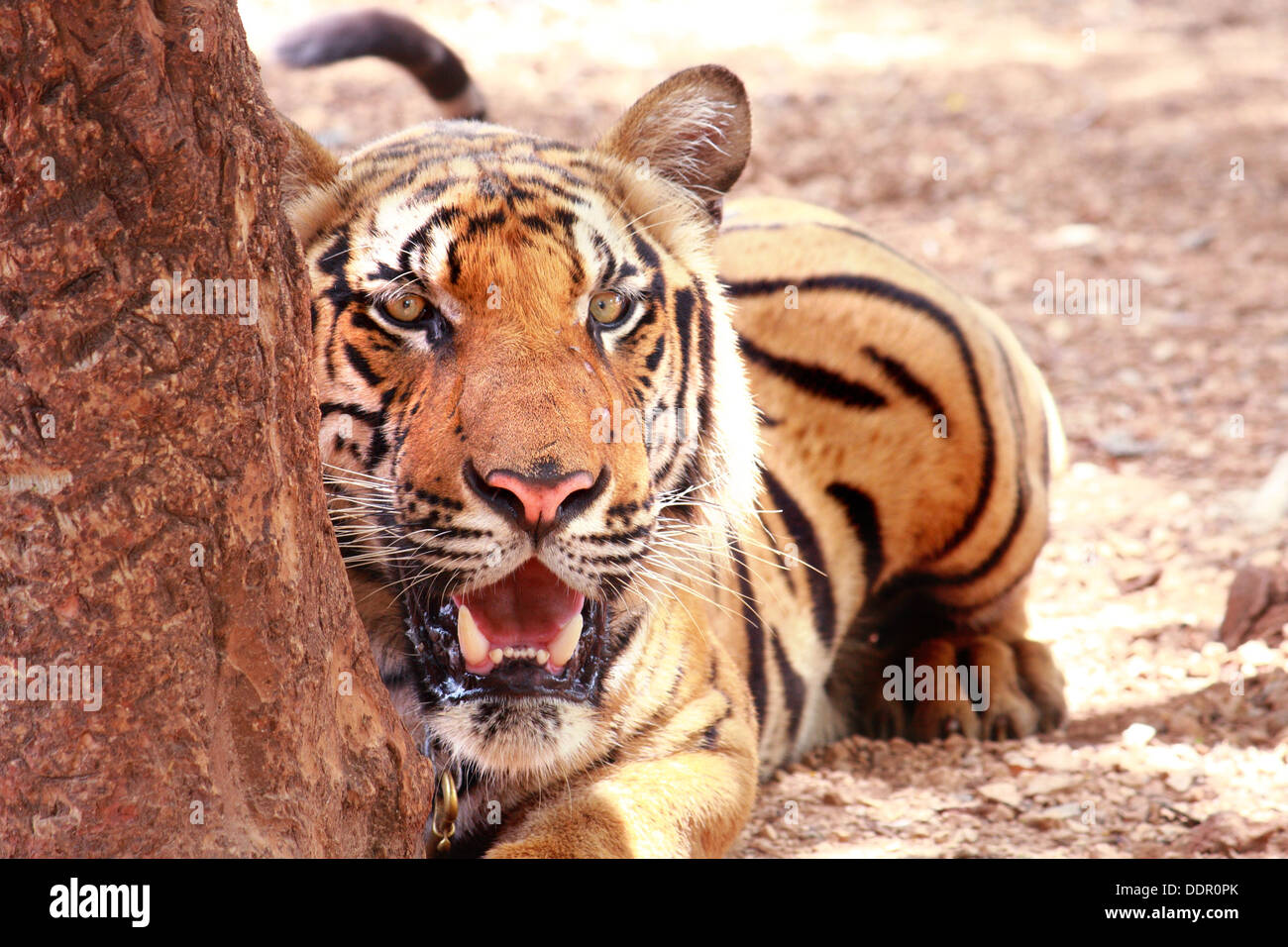 Awe tiger is lying behind a tree Stock Photo - Alamy