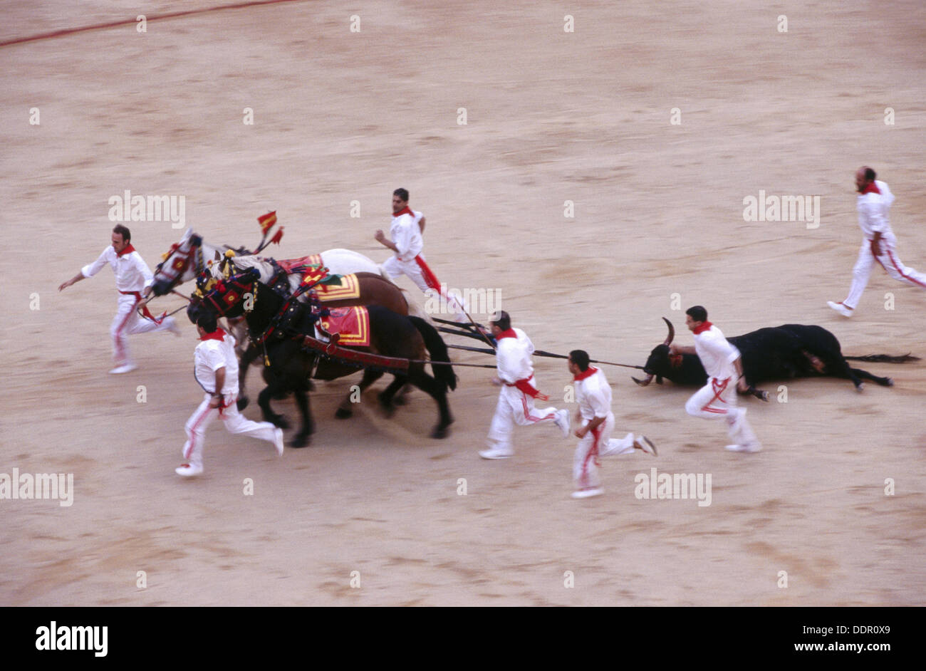 After bullfight animal cruelty hi-res stock photography and images - Alamy