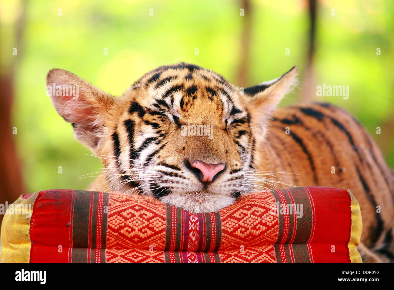 Sleeping Baby Tiger Wallpaper