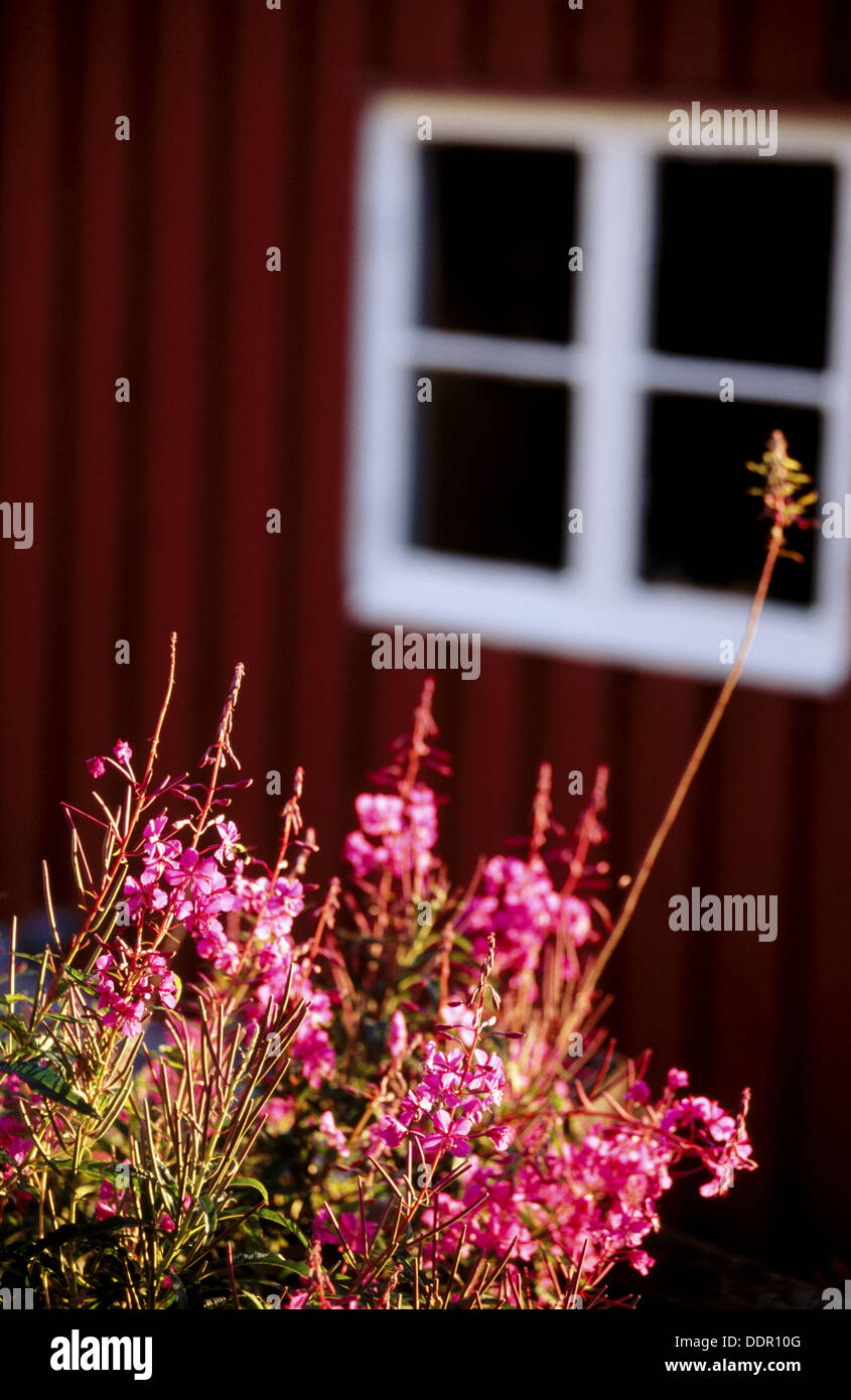 Spring flower. Havstenssund. Bohuslan. Sweden Stock Photo - Alamy