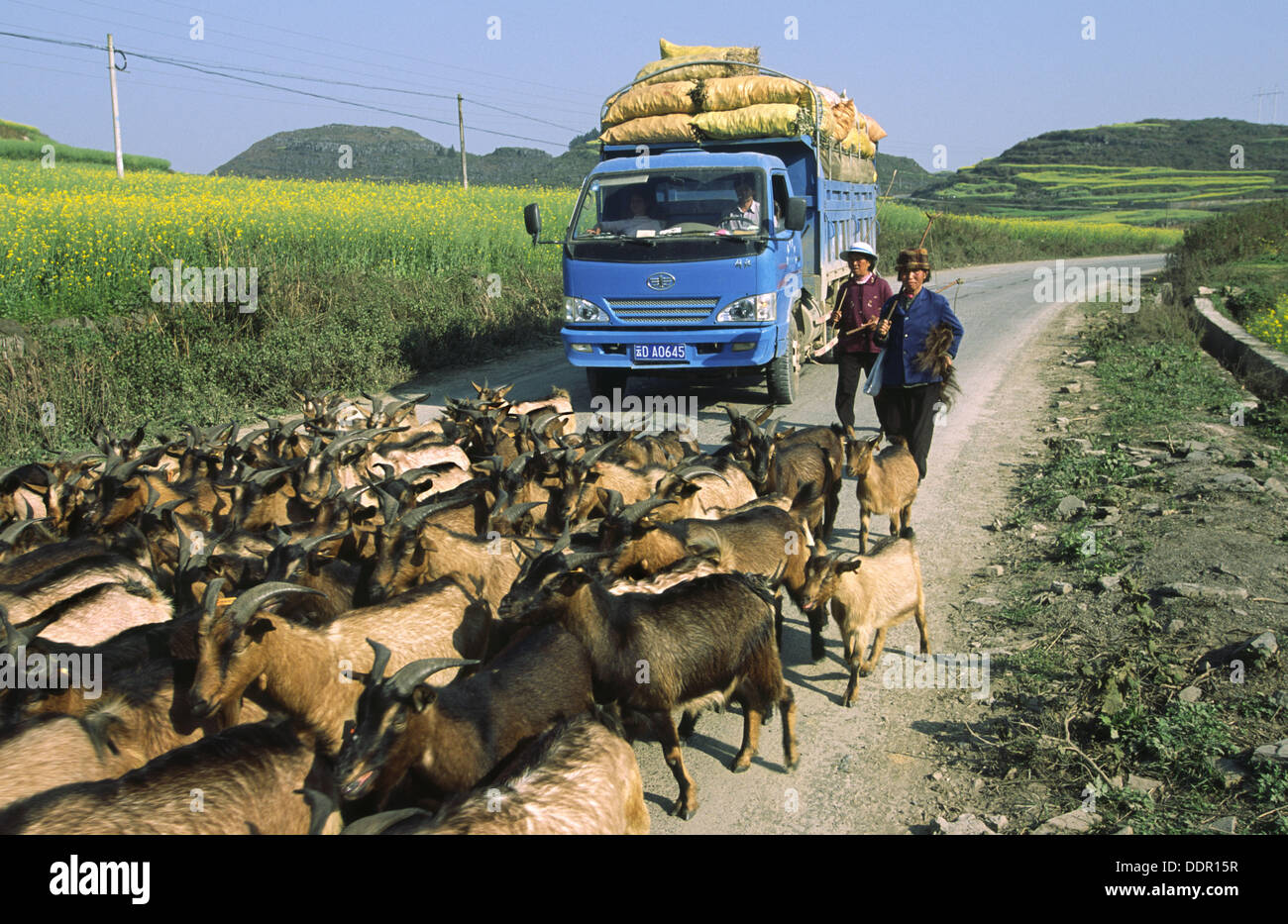 Goat truck hi-res stock photography and images - Alamy