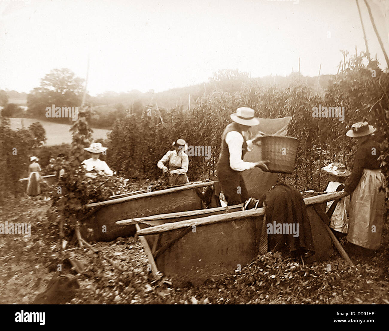 Hop picking hi-res stock photography and images - Alamy