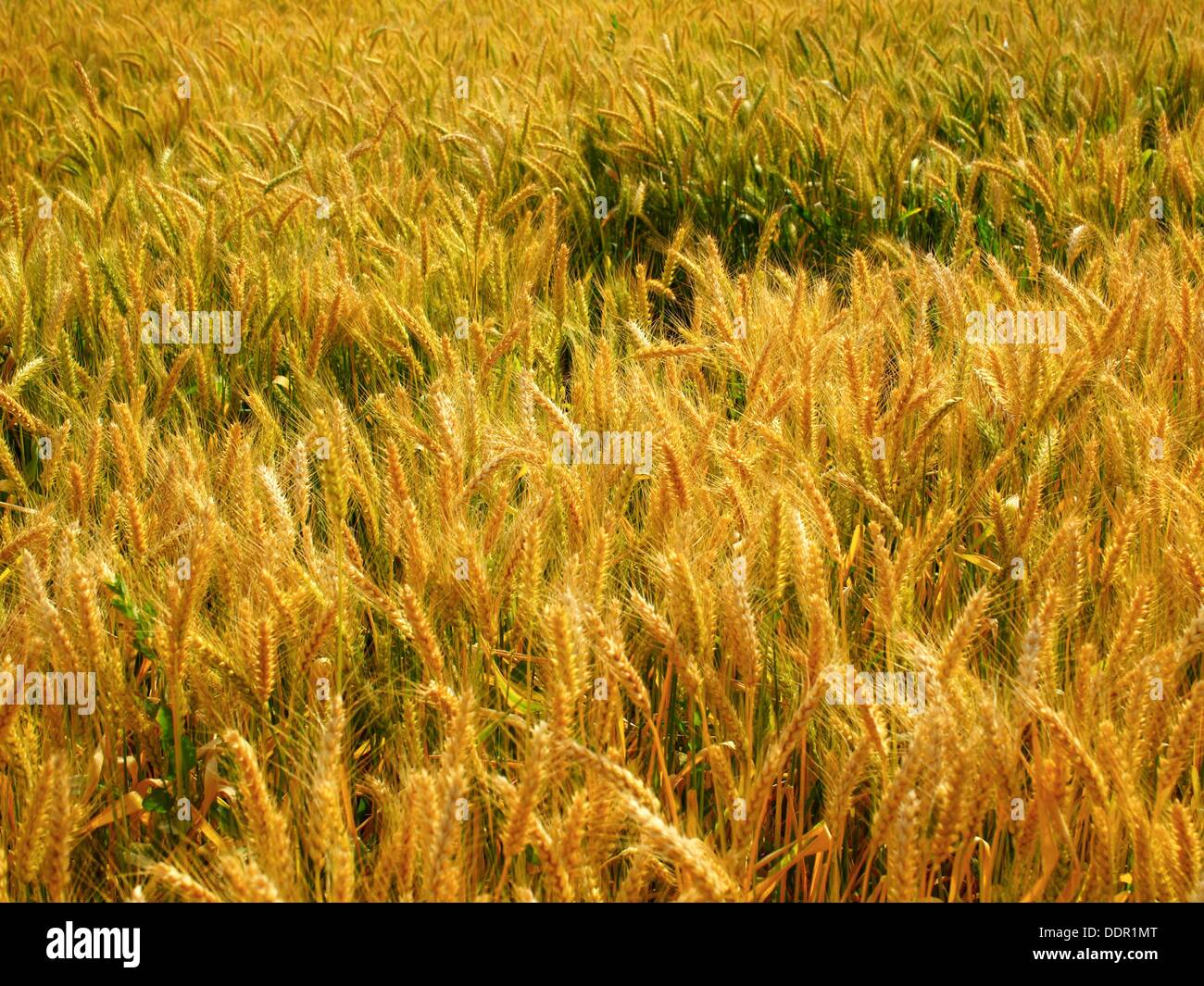 Wheat plantation hi-res stock photography and images - Alamy
