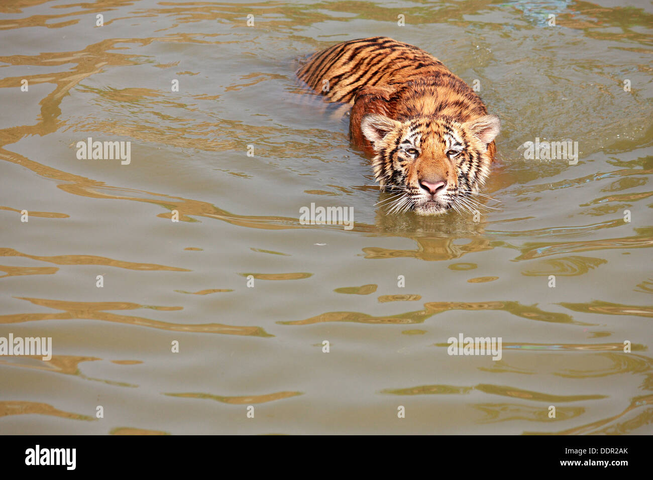 A tiger swimming in pond Stock Photo - Alamy