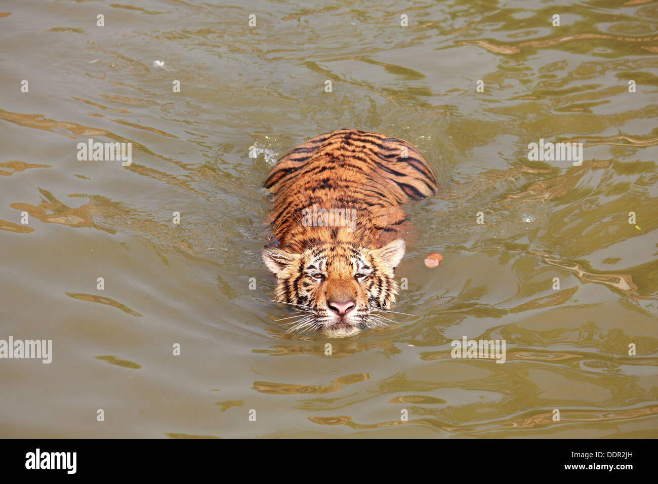 Swimming tiger pool hi-res stock photography and images - Alamy