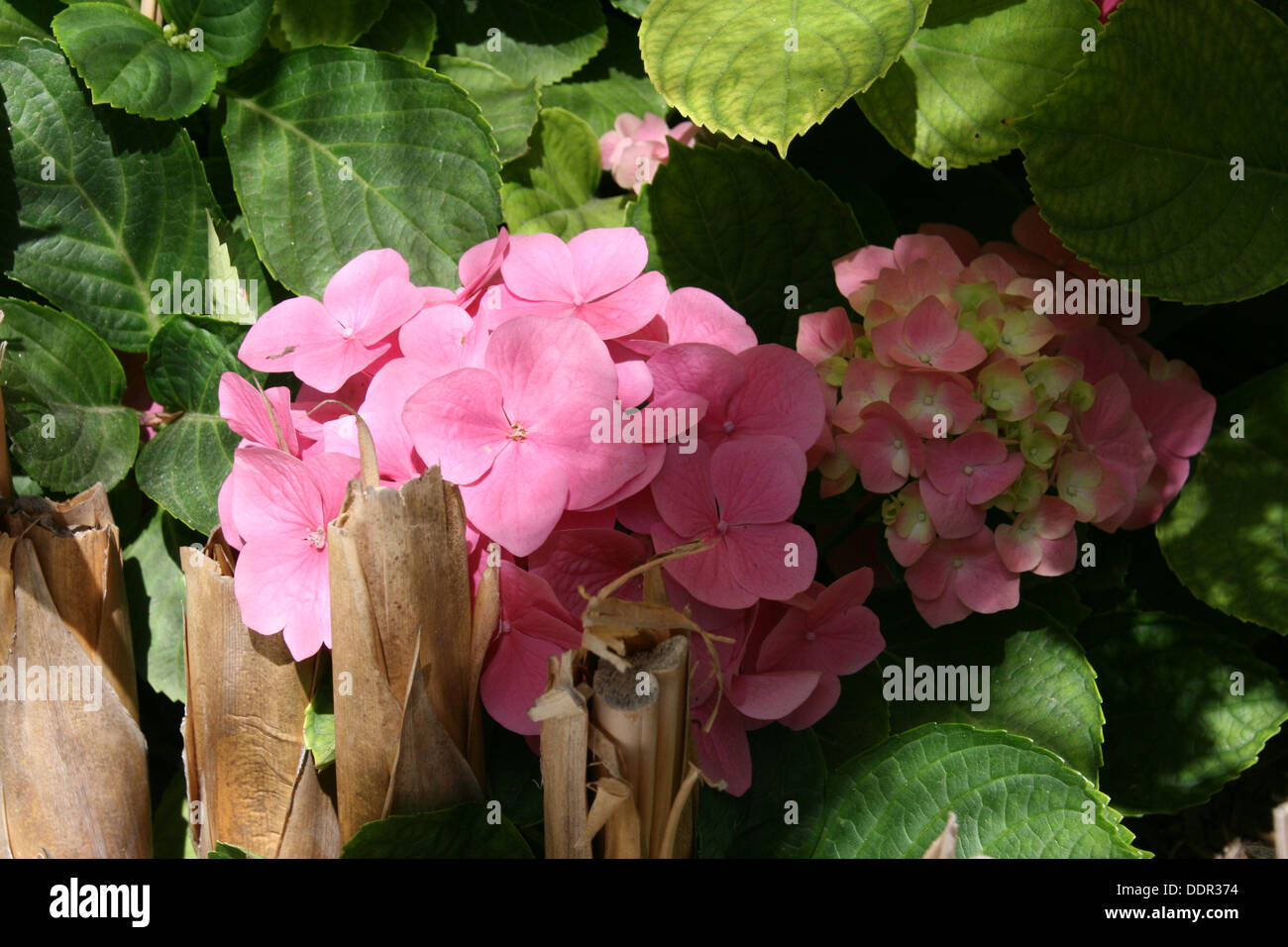More Pink Hydrangea Stock Photo - Alamy