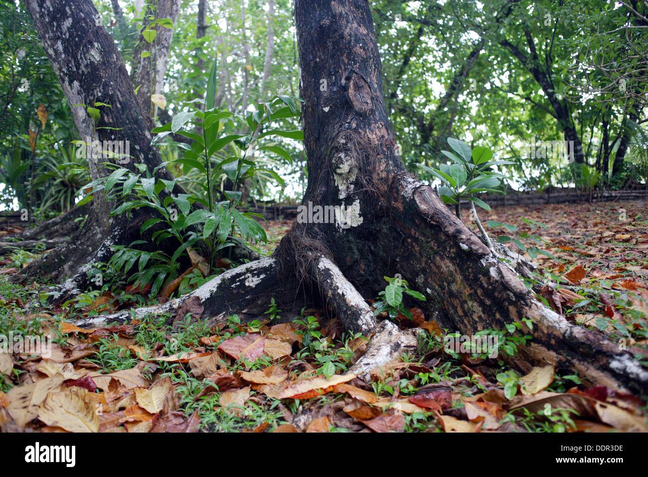 Kavieng papua new guinea hi-res stock photography and images - Alamy