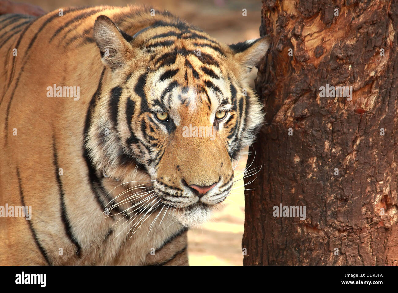 A big tiger standing beside a tree Stock Photo - Alamy