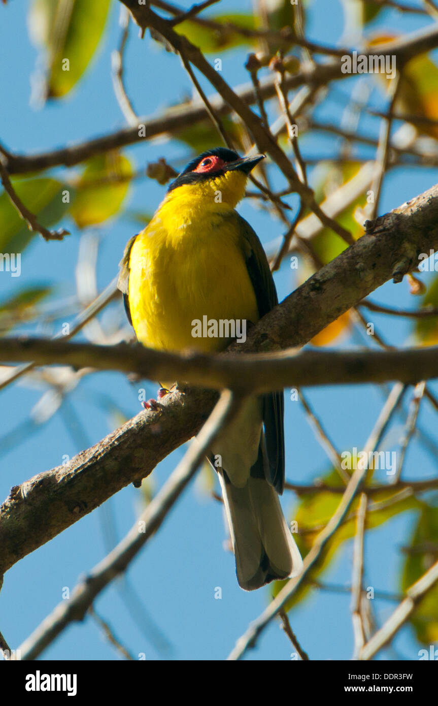 Male figbird hi-res stock photography and images - Alamy