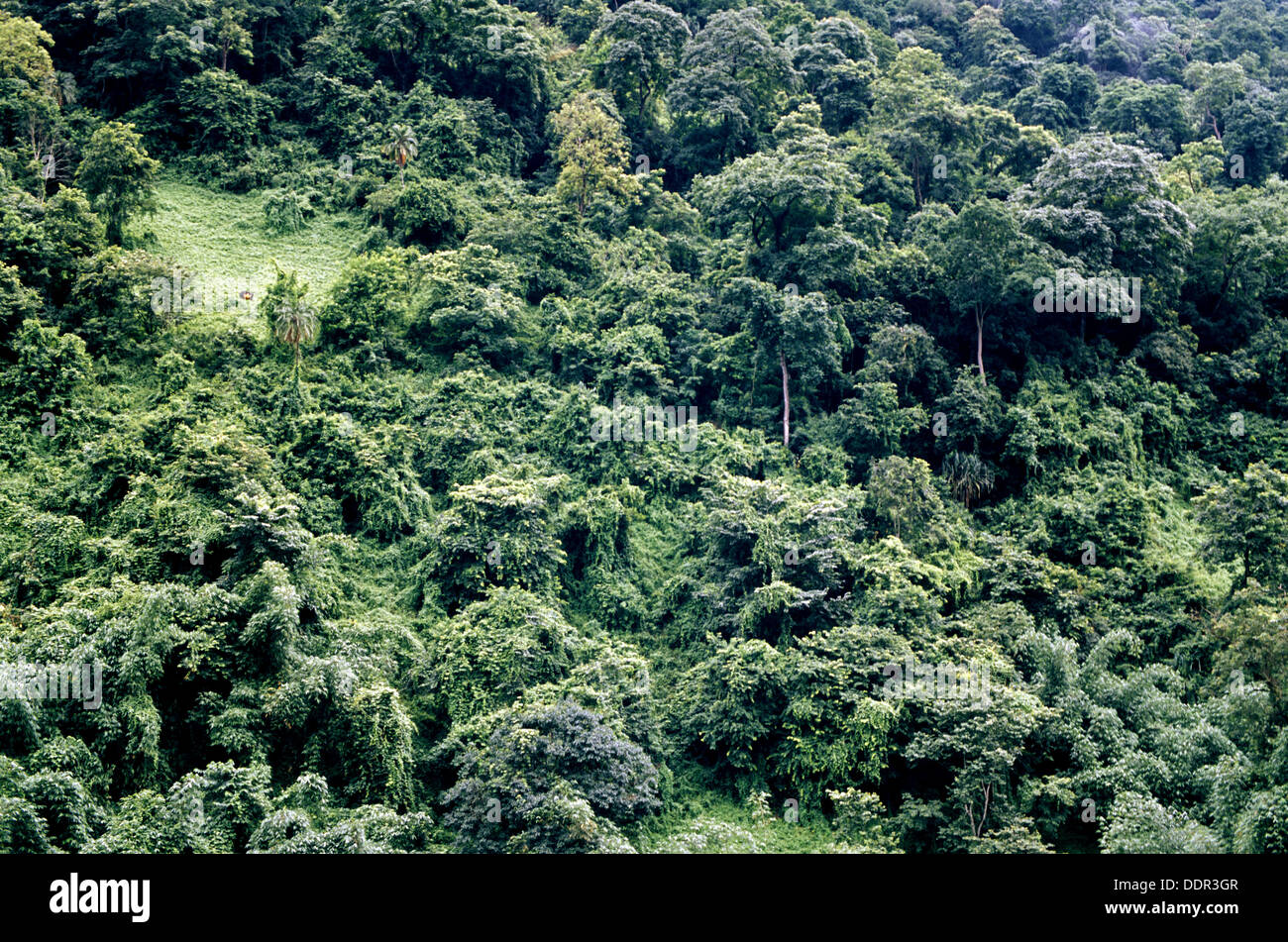 Subtropical forest hi-res stock photography and images - Alamy