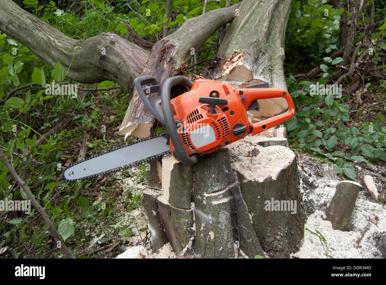 chainsaw on the stump of the clipped tree Stock Photo - Alamy