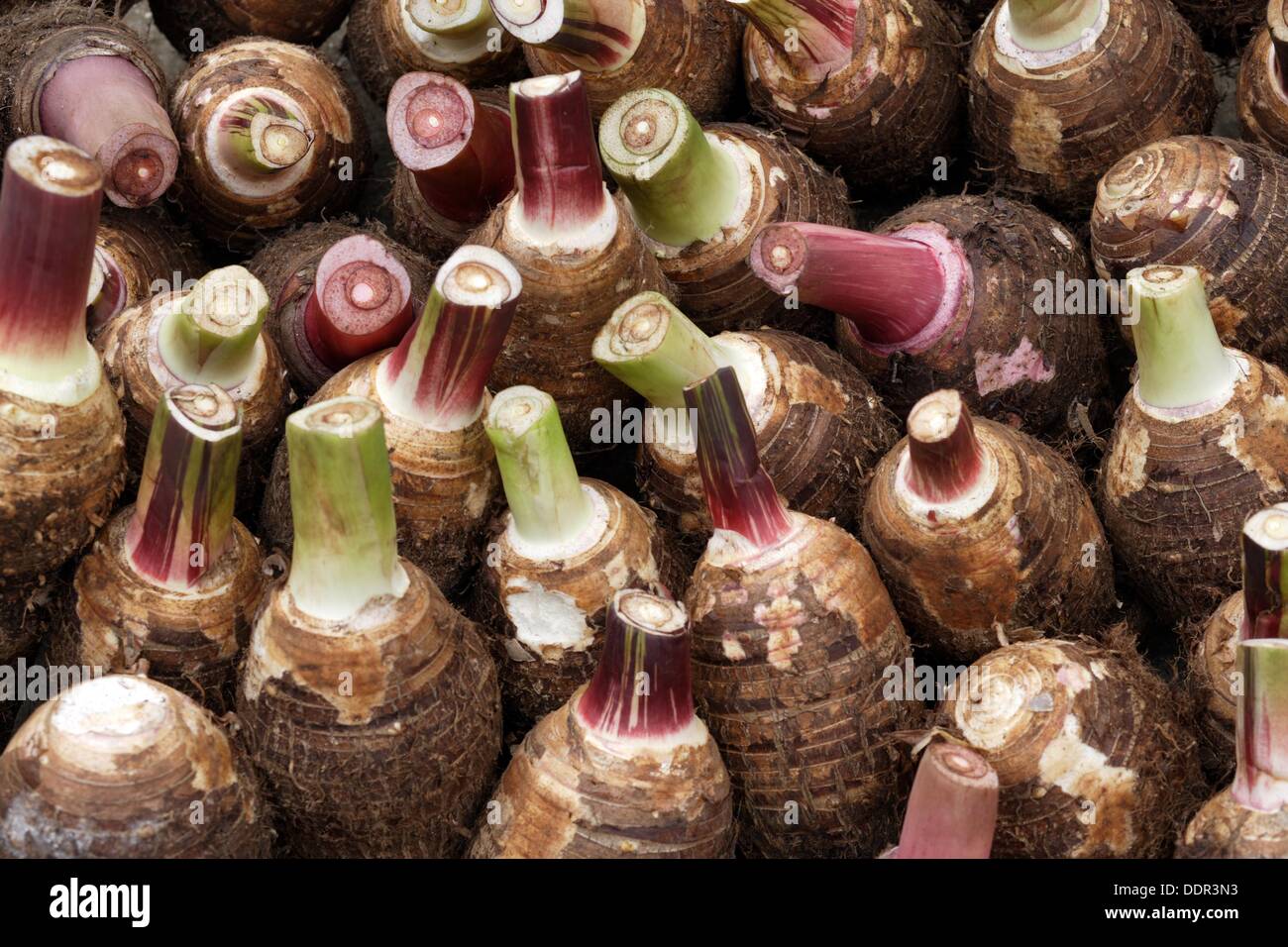 Healthy taro roots High Resolution Stock Photography and Images - Alamy