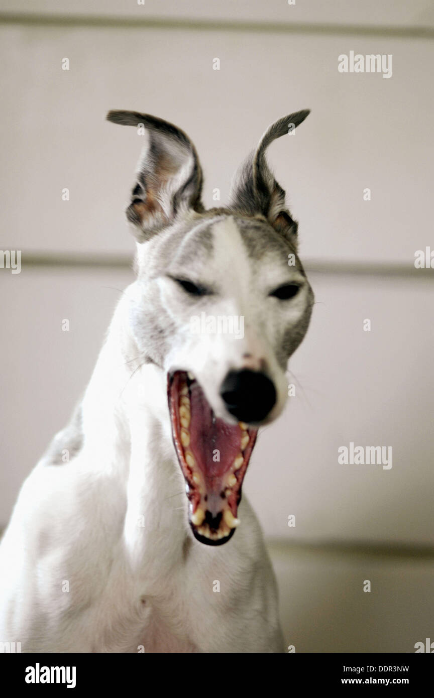 Whippet face looking at camera hi-res stock photography and images - Alamy