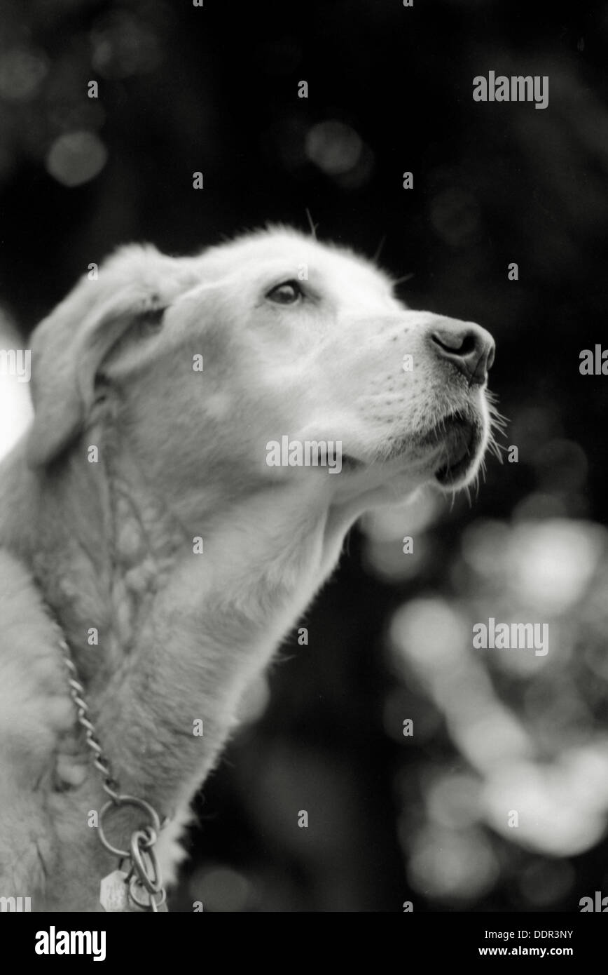 Old yellow labrador with trees and sky as background Stock Photo - Alamy