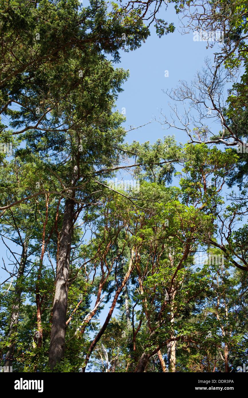 Madrone trees in the Pacific Northwest of the USA> Stock Photo - Alamy