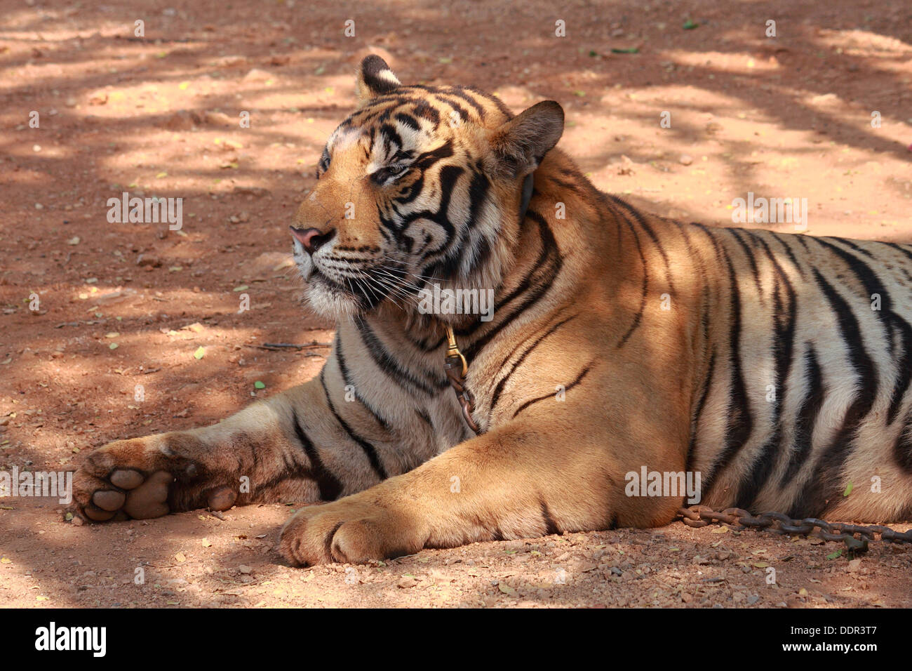 A big tiger lying and feeling relax Stock Photo - Alamy