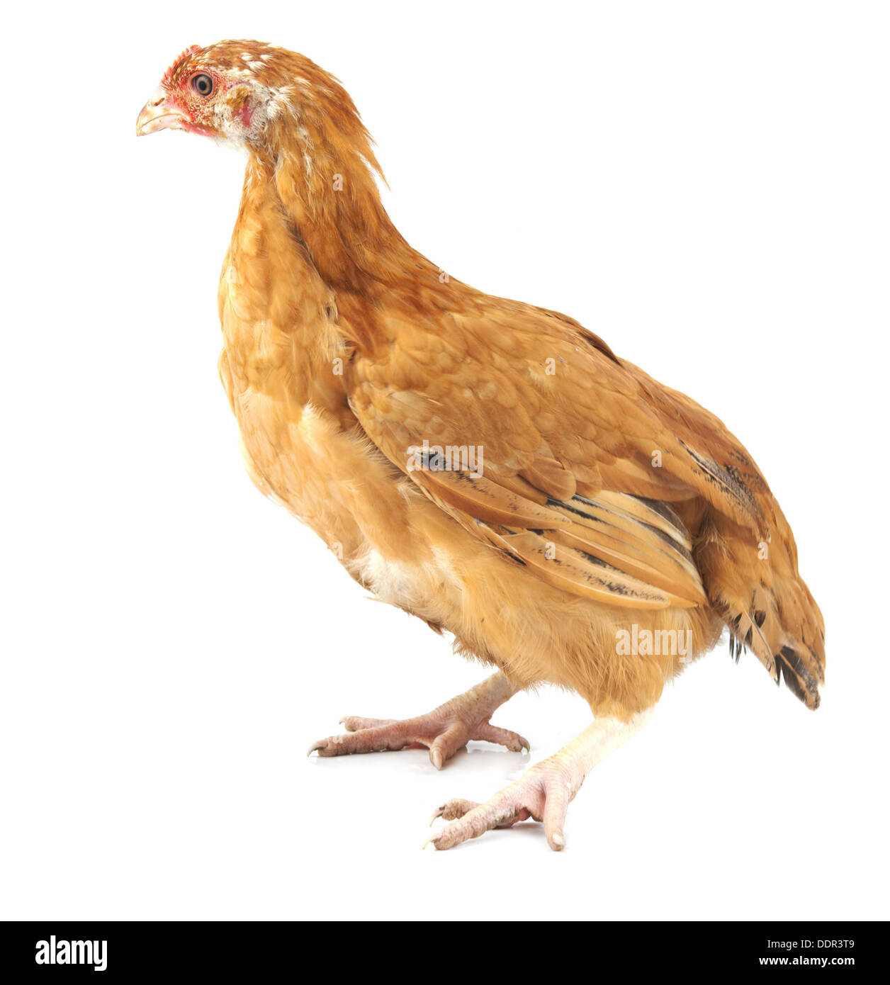 a chicken is isolated on a white background Stock Photo - Alamy