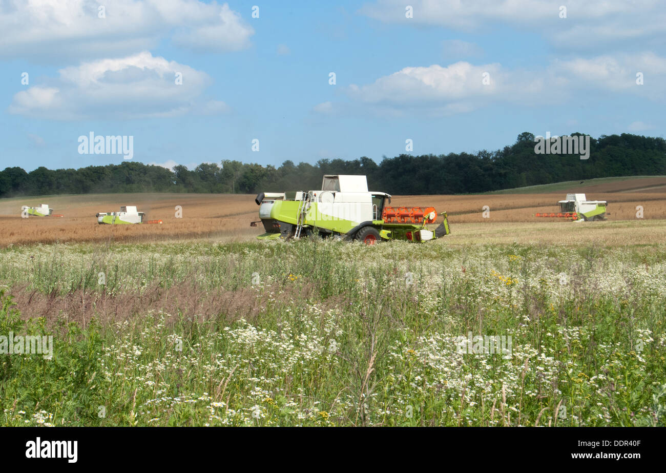 Combines harvester on wheat field hi-res stock photography and images ...