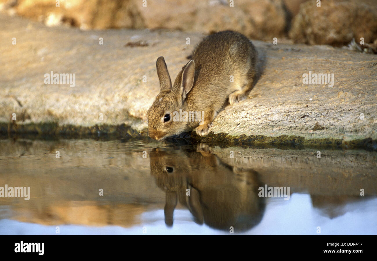Rabbit drink water hi-res stock photography and images - Alamy