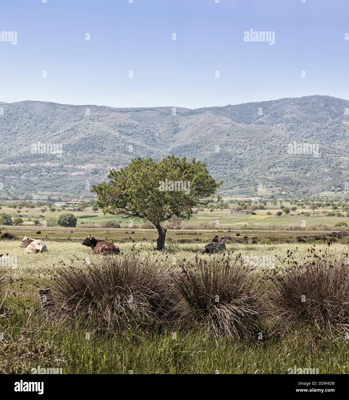 Sardian must see hi-res stock photography and images - Alamy