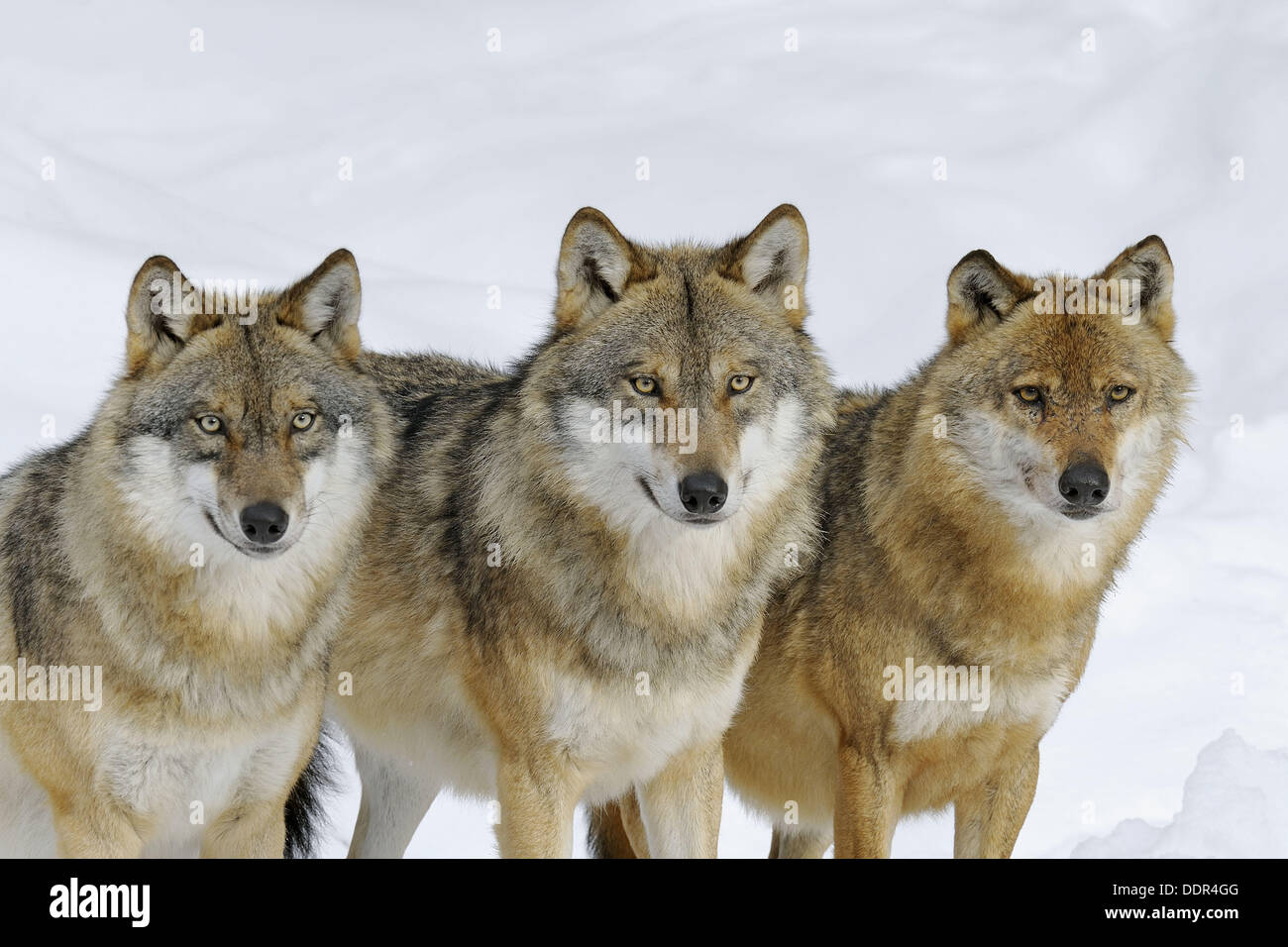 Wolves Snow High Resolution Stock Photography and Images - Alamy