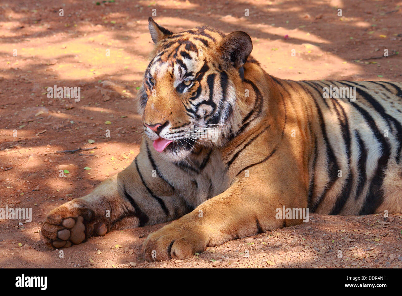 Tiger tongue hi-res stock photography and images - Alamy